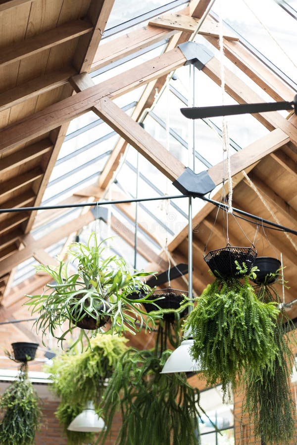 Decorative Hanged Tree Pots Stock Photo - Image of hanging ...