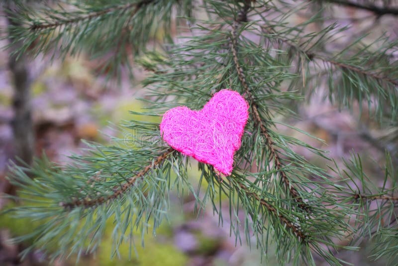 Decorative Heart on Pine Tree Branches Outdoors. Stock Image - Image of ...