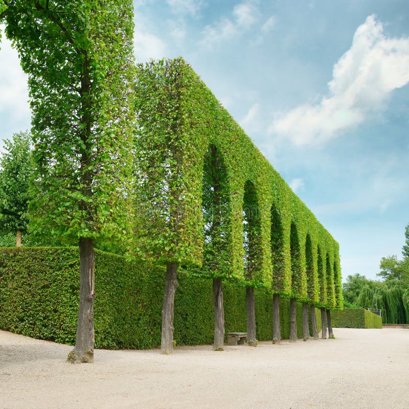 Decorative hedges stock photo. Image of estate, park - 84370896