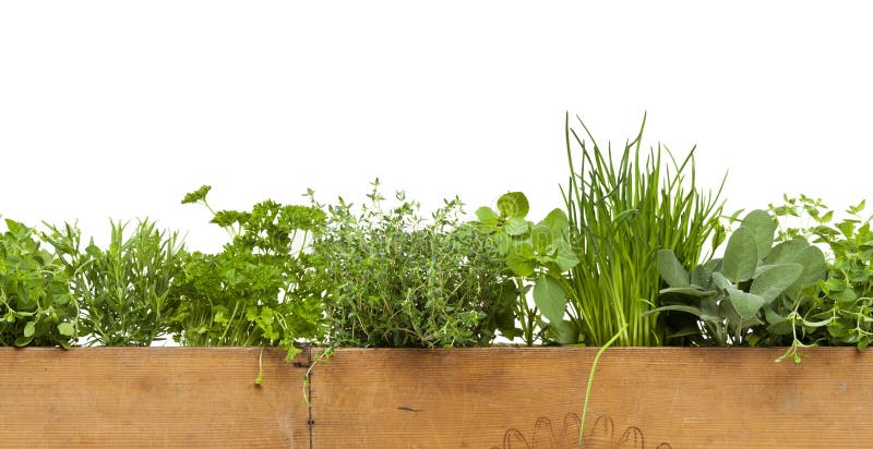 Decorative Herbs Border stock image. Image of parsley - 56496367