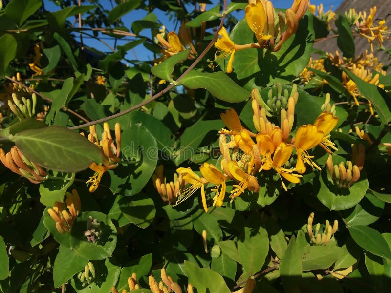 Decorative honeysuckle stock photo. Image of beautiful - 95216978