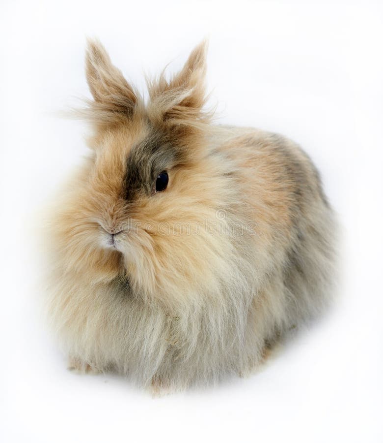 Decorative house rabbit stock image. Image of animal - 21179889