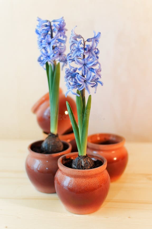 Decorative hyacinths stock image. Image of bulb, botany - 17105349