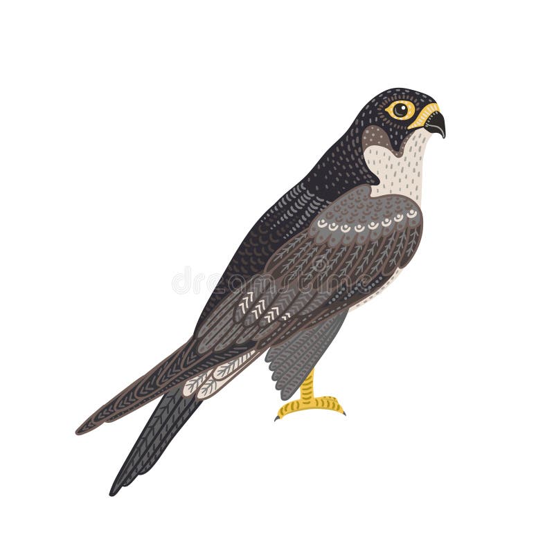 Decorative Illustration of Falcon. Vector Isolated Design Element Stock ...