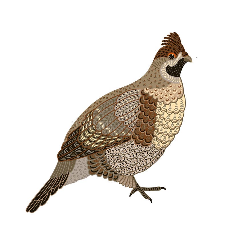 Decorative Illustration of Grouse. Vector Isolated Design Element Stock ...