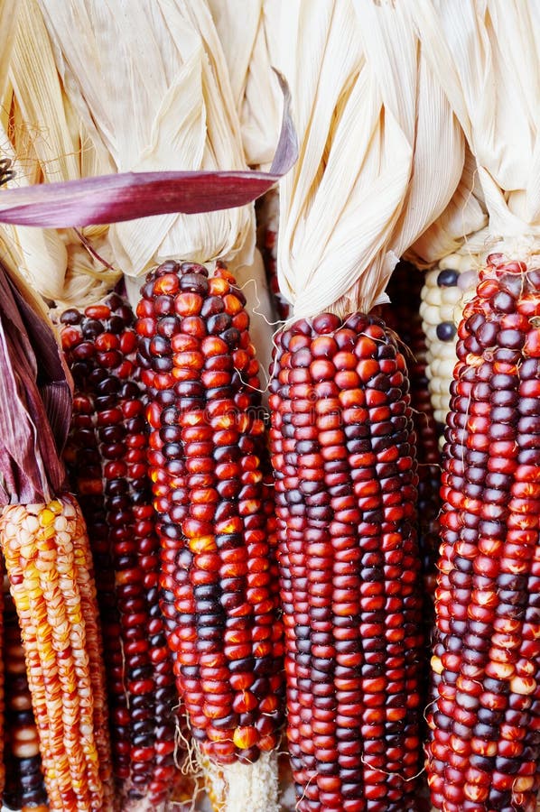 Decorative Indian Corn with Colorful Kernels Stock Photo - Image of ...