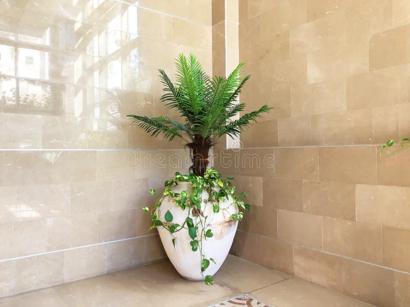 Decorative Indoor Flower Standing on the Floor in the Room. Stock Photo ...