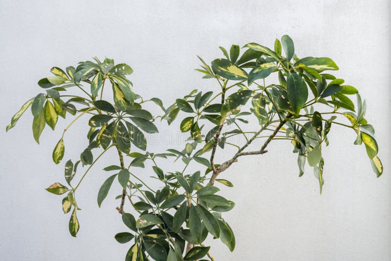Decorative Indoor Plant Schefflera with White Wall Behind Stock Photo ...