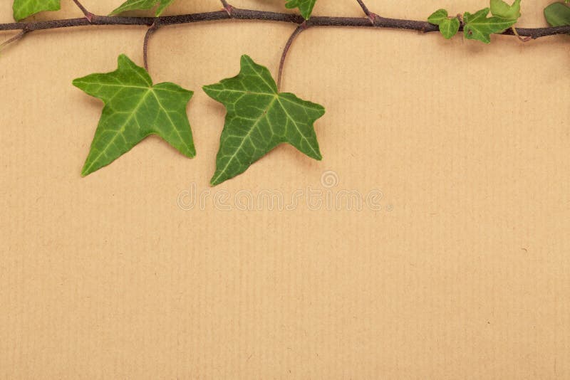 Decorative Ivy on a Wrapping Paper Stock Photo - Image of process, fall ...