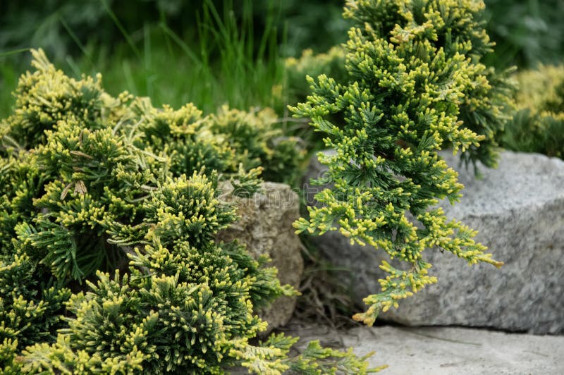 A Decorative Juniper Bush Covers a Stone. Fragment Landscape Design ...