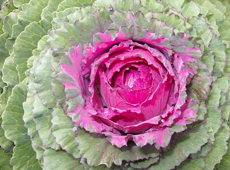 Decorative Kale stock image. Image of kale, ornamental - 16287817