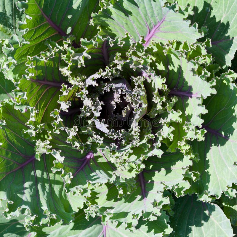 Decorative kale stock photo. Image of harvest, brassica - 33032812