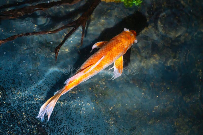 Decorative Koi Fish stock photo. Image of nishikigoi - 309612706