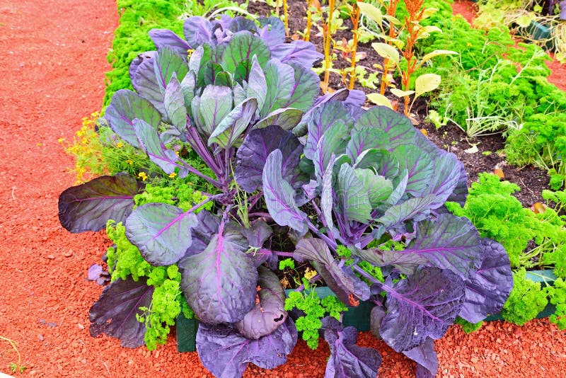 Decorative Large Leaf of Red Cabbage Growing in the Garden in Th Stock ...