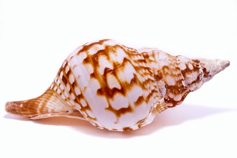 Large Sea Shell, White Background Stock Photo - Image of collection ...