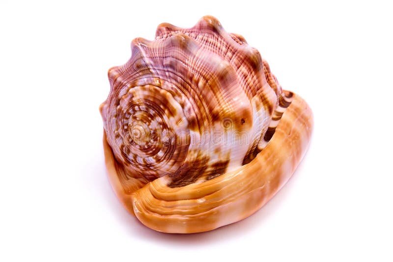 Large Sea Shell, White Background Stock Photo - Image of object, fish ...