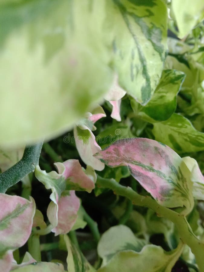 Decorative Leaf Texture with Natural Green and Pink Patterns Stock ...