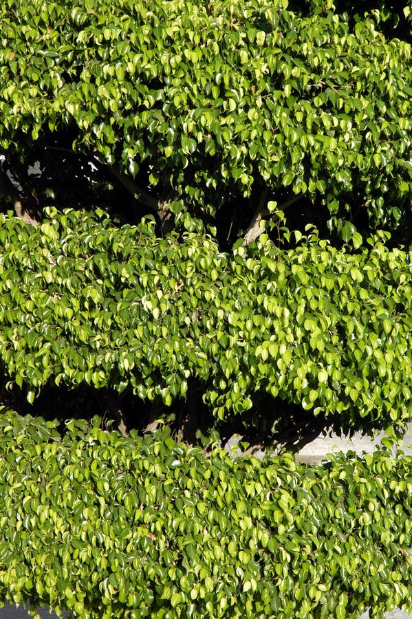 Decorative Leafy Green Tree Stock Photo - Image of trimmed, topiary ...