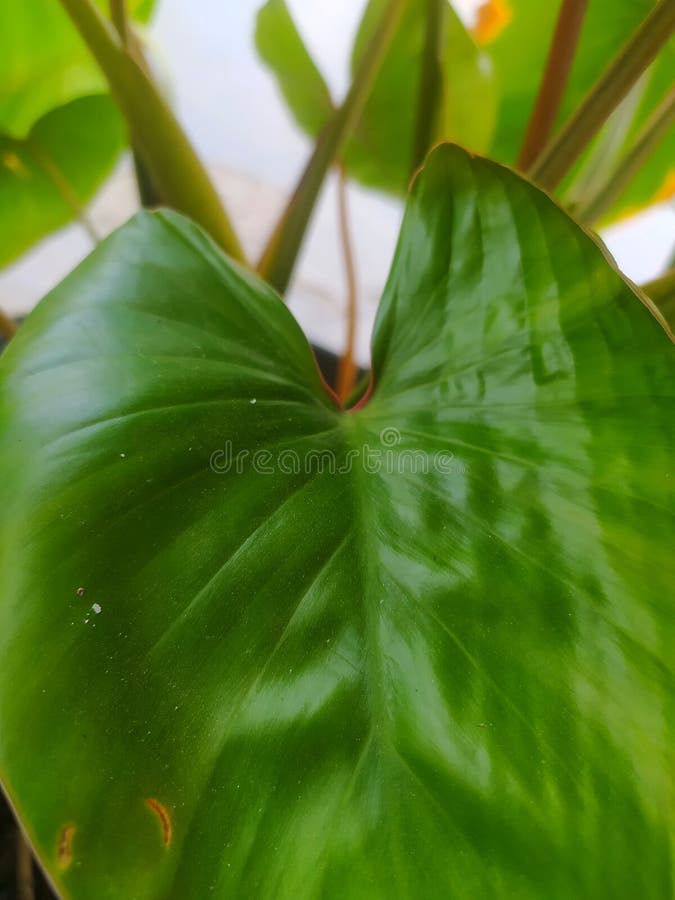 Decorative Leaves in Front of the House Stock Image - Image of front ...