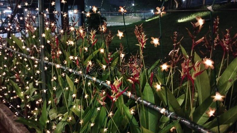 Decorative Led Lights with Beautiful Flowers Stock Image - Image of ...