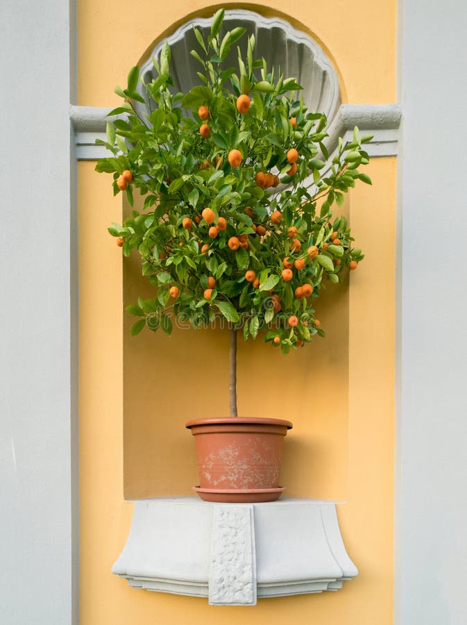 Decorative Lemon Tree in a Wall Niche Stock Image - Image of wall ...