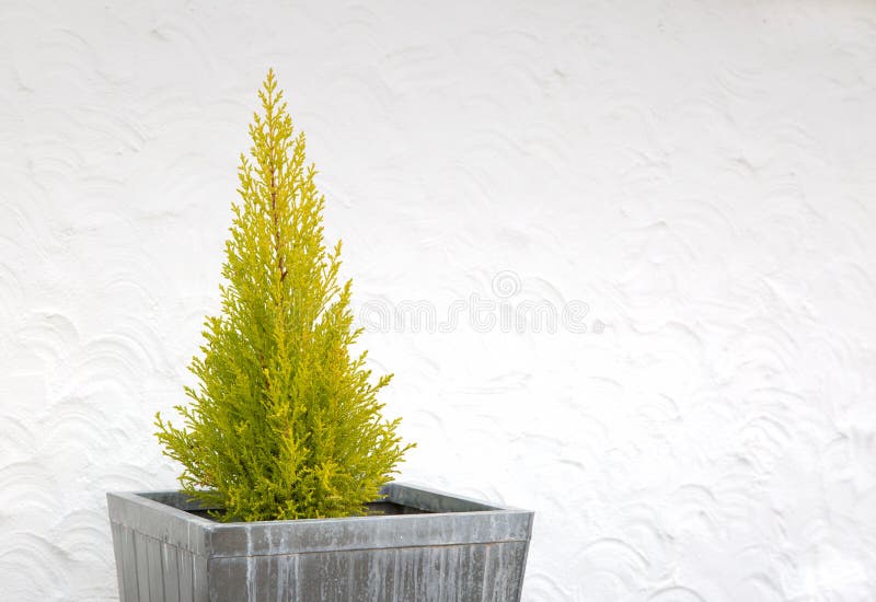 Decorative Leylandii Tree in a Square Tub Stock Photo - Image of green ...