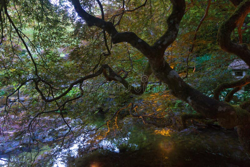 Tree Branches with Backlight Stock Image - Image of illuminate, beam ...