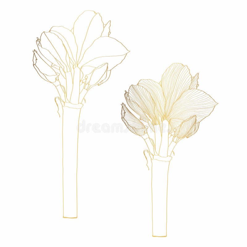 Decorative Line Golden Clivia Amaryllis Branch Flowers Set, Design ...