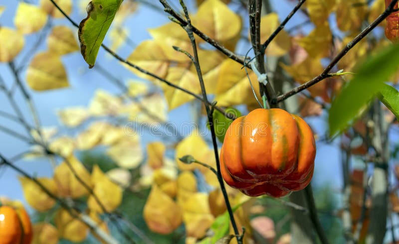 Decorative Little Pumpkin on a Tree Branch Stock Image - Image of farm ...