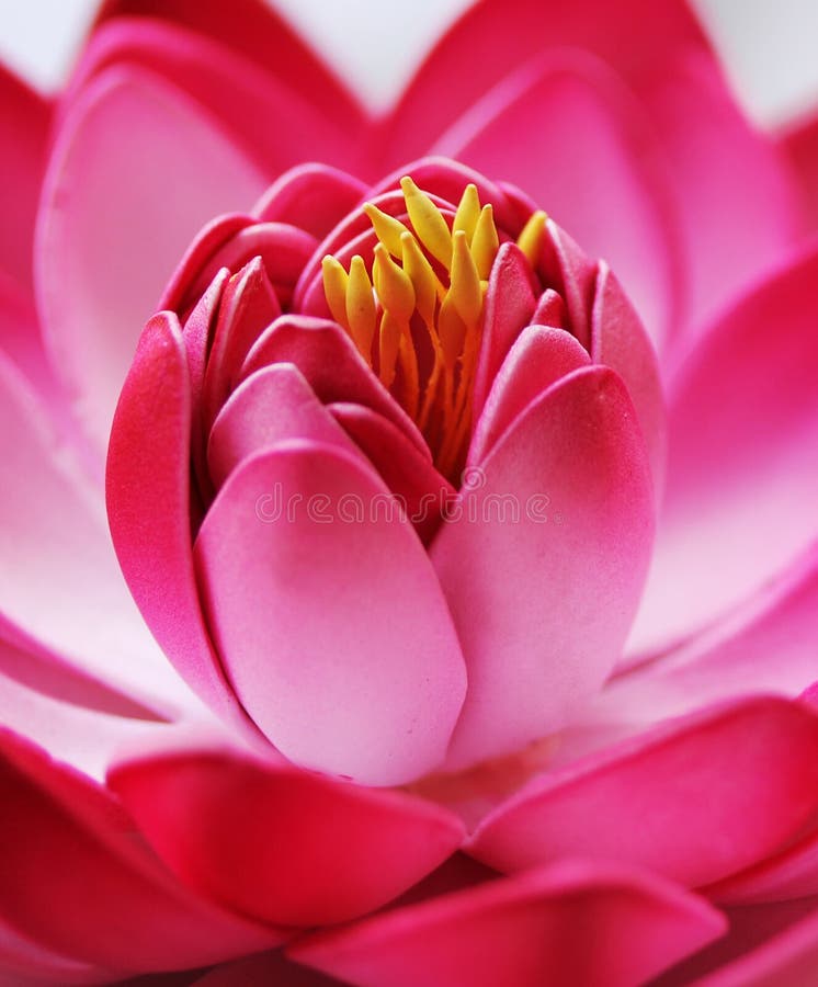 Decorative lotus closeup stock photo. Image of decor - 38720696
