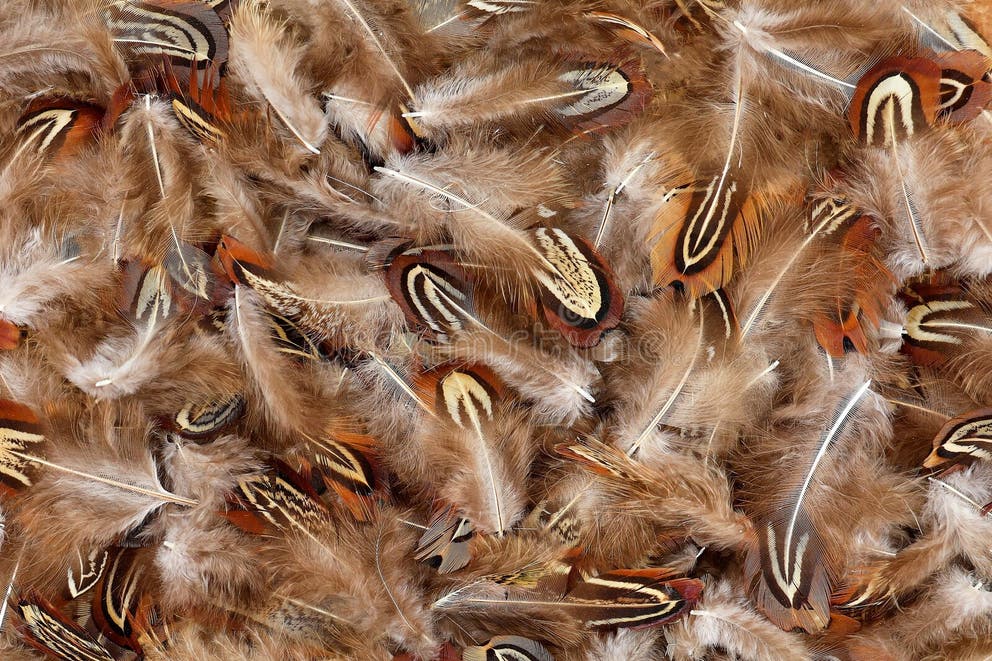 Background with Feathers. Beautiful Pheasant Feathers in Top View ...