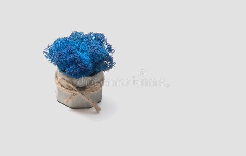 Decorative Moss of Blue Color in a Stone Pot on a Light Background ...