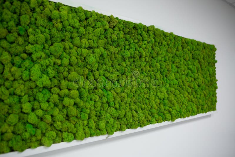 Decorative Moss for Interior Decoration. Stock Photo - Image of ...