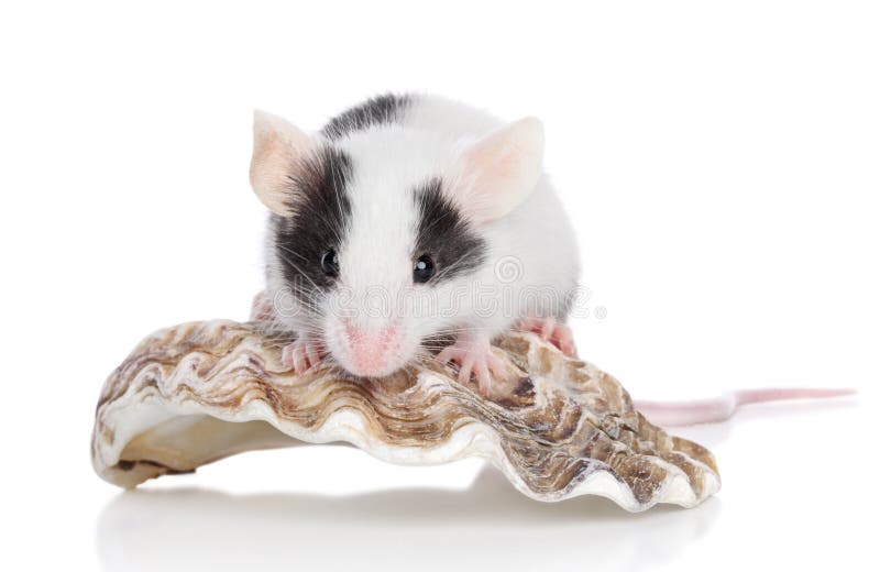 Tiny Mouse on White Background Stock Image - Image of rodent, portrait ...