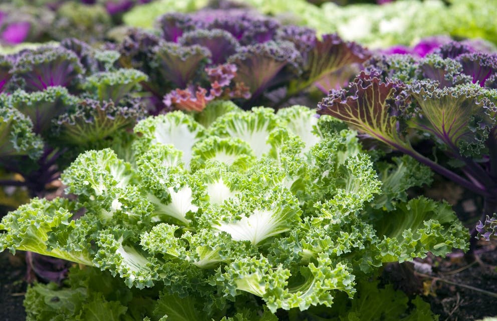 Decorative Multi-coloured Cabbage Stock Image - Image of agriculture ...