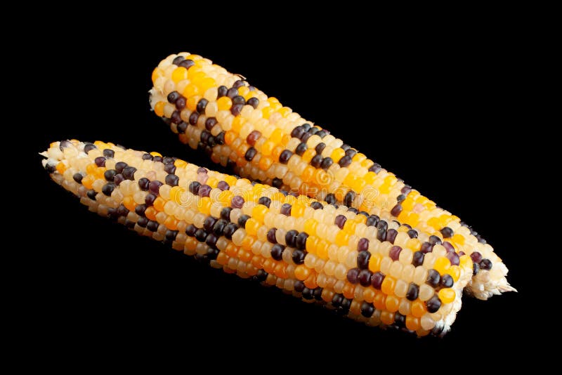 Multicolor Corn. Macro Background Stock Photo - Image of maize ...