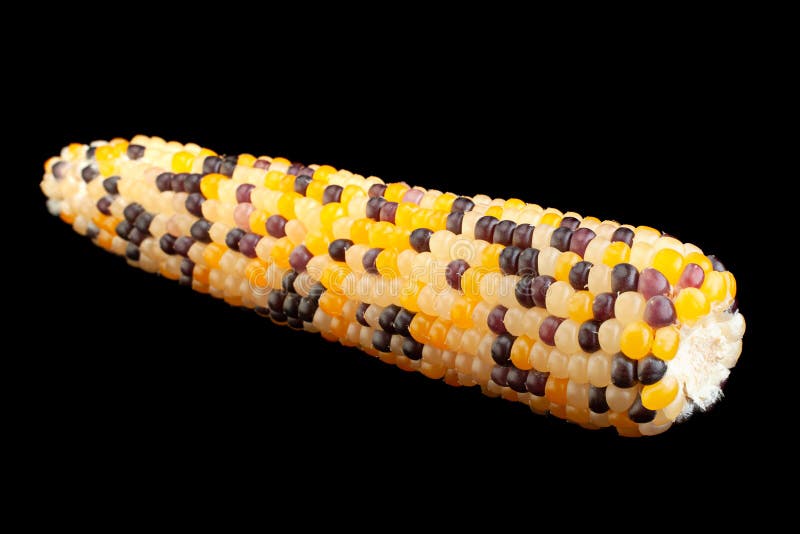 Decorative multicolor corn stock image. Image of maize - 126427657