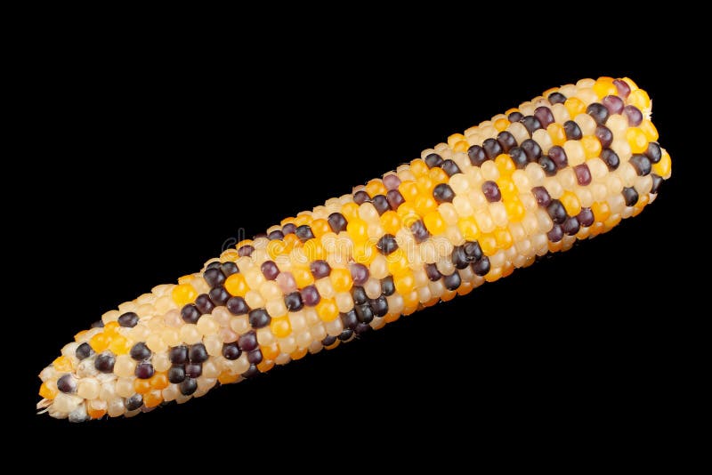 Decorative multicolor corn stock image. Image of vegetable - 126910147
