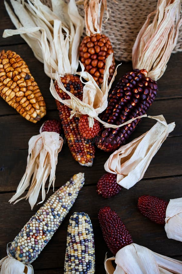 Decorative Multicolored Corn on a Wooden Table with a Jute Napkin ...