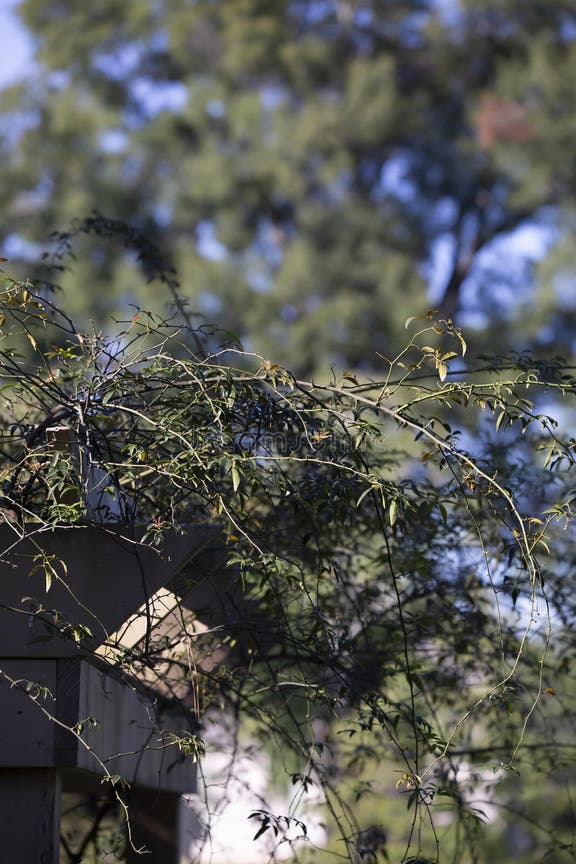 Decorative Native Bramble stock photo. Image of background - 213905946