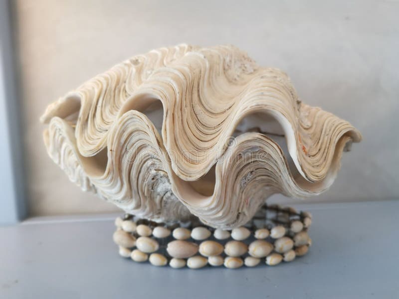 Display of the Dead Jaw Bone Skeleton of the Shark. Stock Photo - Image ...