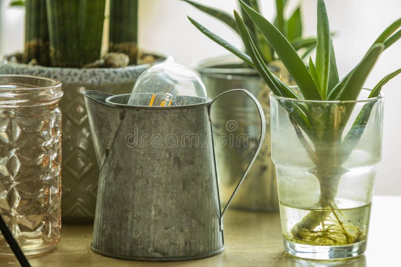 Decorative Objects, New Plants and Cuttings on Stock Image - Image of ...