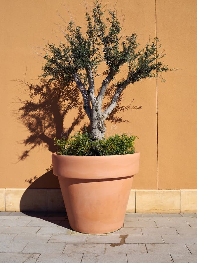 Decorative Olive Tree in a Planter Pot Stock Image - Image of color ...