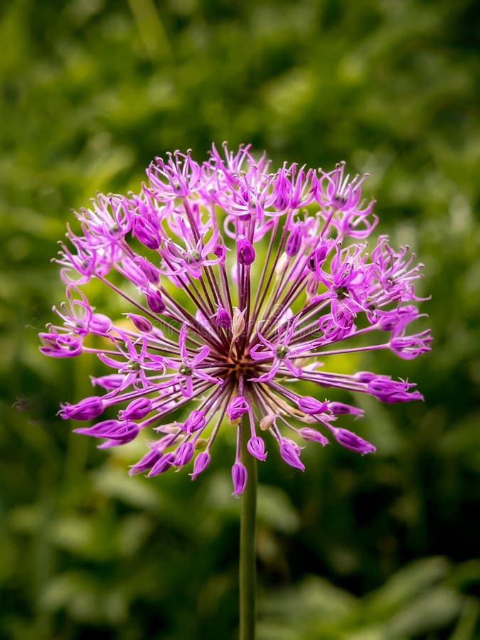 A decorative onion stock photo. Image of springtime, plant - 93538606