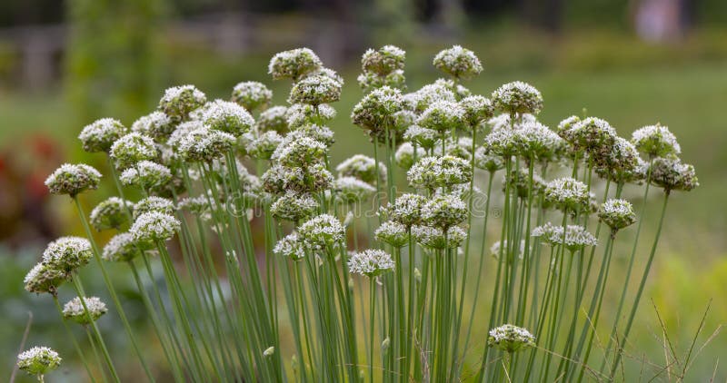 Decorative Onion Flowers in White and Pink Color, Allium Stock Image ...