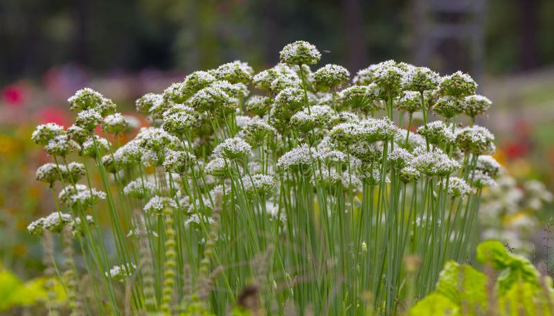 Decorative Onion Flowers in White and Pink Color, Allium Stock Image ...