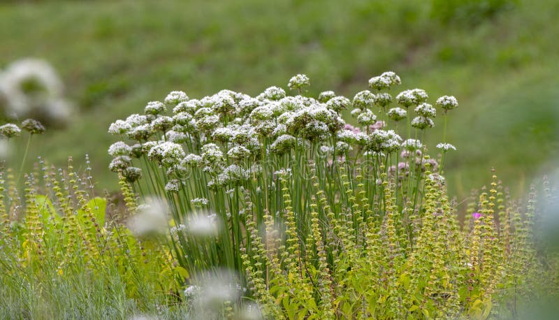 Decorative Onion Flowers in White and Pink Color, Allium Stock Photo ...