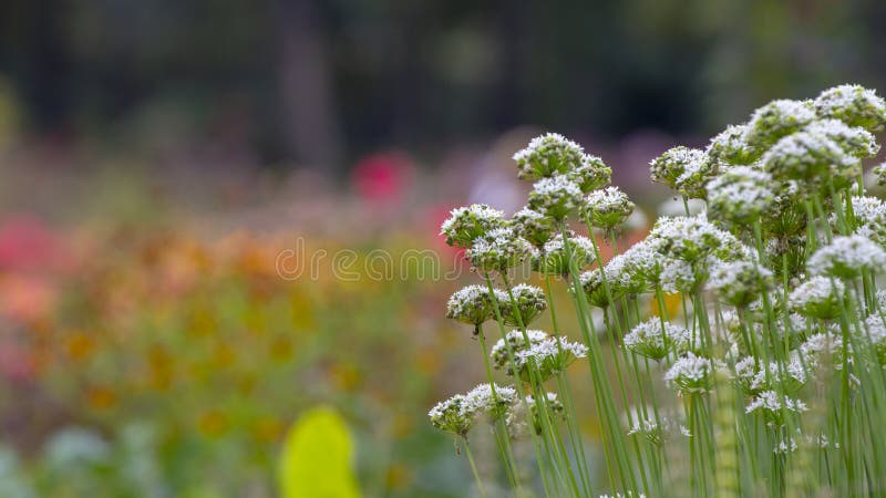 Decorative Onion Flowers in White and Pink Color, Allium Stock Photo ...