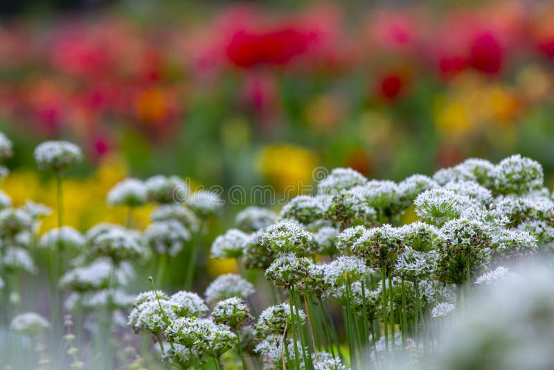 Decorative Onion Flowers in White and Pink Color, Allium Stock Image ...
