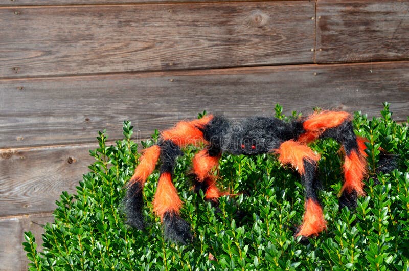Decorative Orange and Black Halloween Spider Stock Image - Image of ...